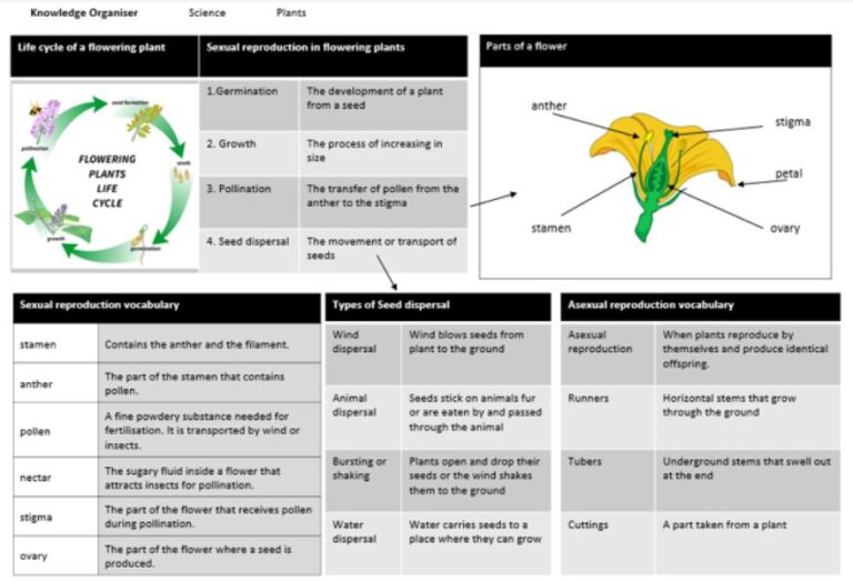 Using Cognitive Science Principles To Design A Knowledge Rich Primary